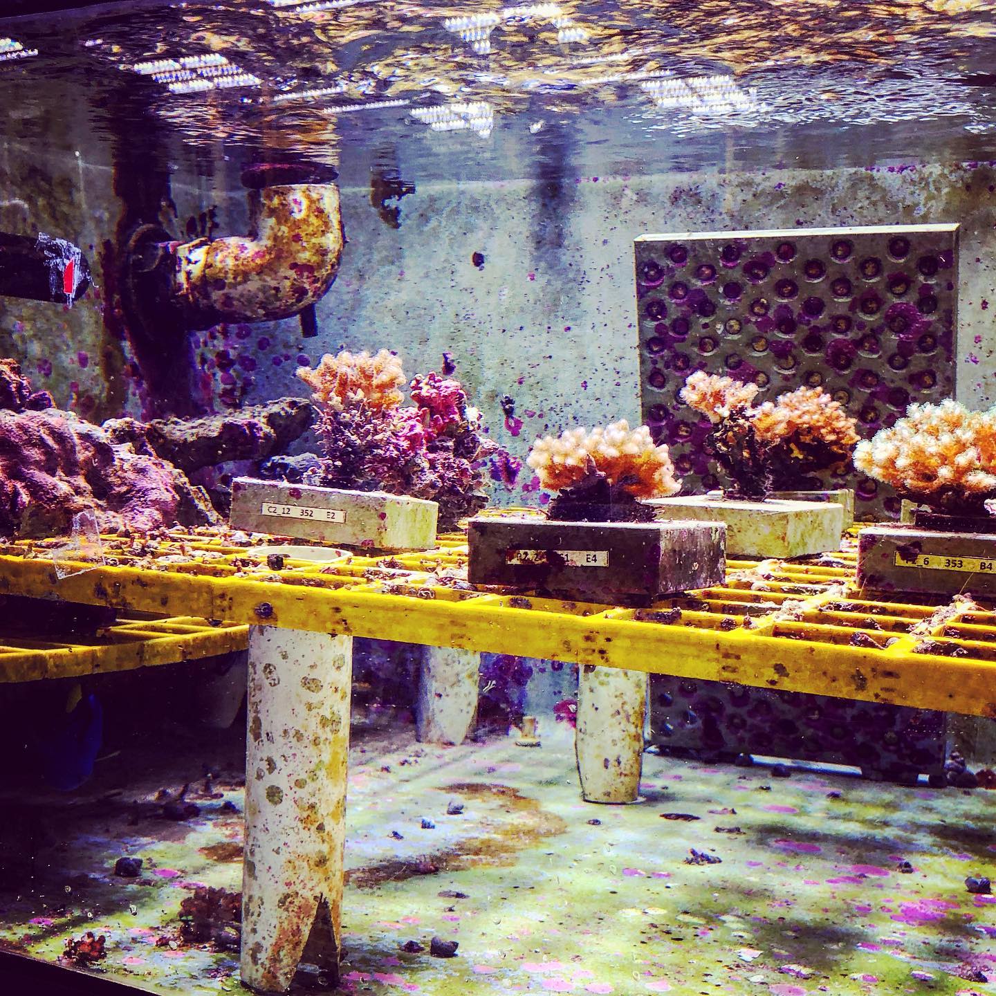 Australian Institute of Marine Science – National Sea Simulator – AIMS ...